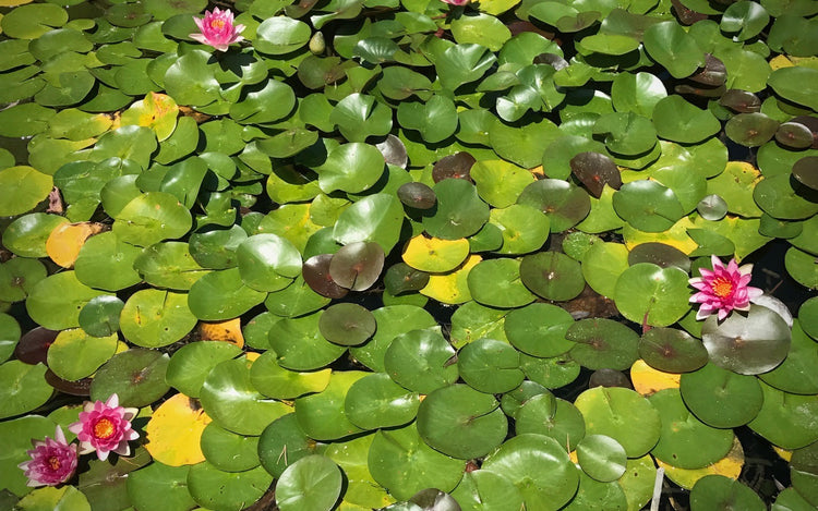 Bastyr Natural Medicine Shop - Shop Herbs Online